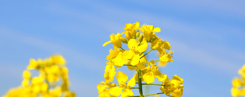 GI WANSUKE - 「生活」をテーマに、「食」（調理器具、グッズ、食材など）と「家具」を中心に情報を発信しています。