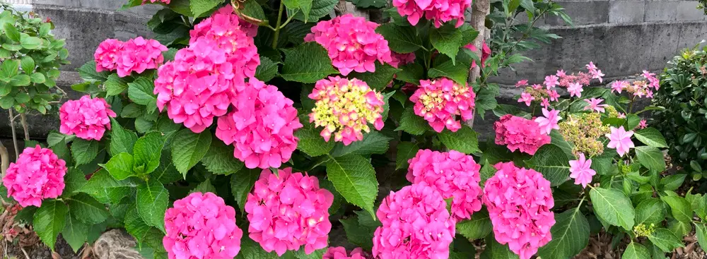 GI WANSUKE - 「生活」をテーマに、「食」（調理器具、グッズ、食材など）と「家具」を中心に情報を発信しています。